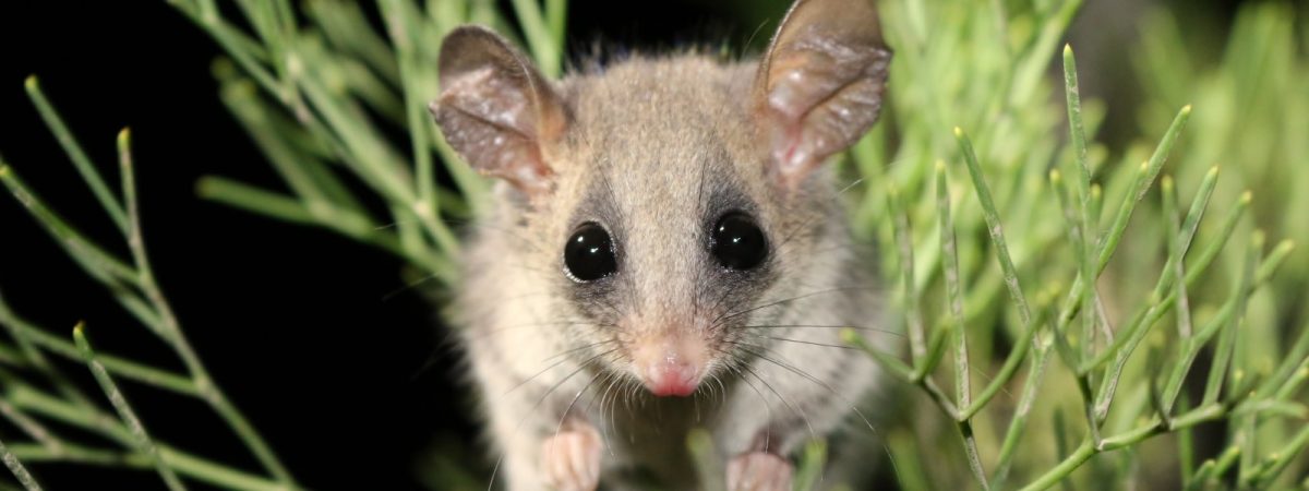 Amended Development Proposals – Save Spring Gully, Bundeena